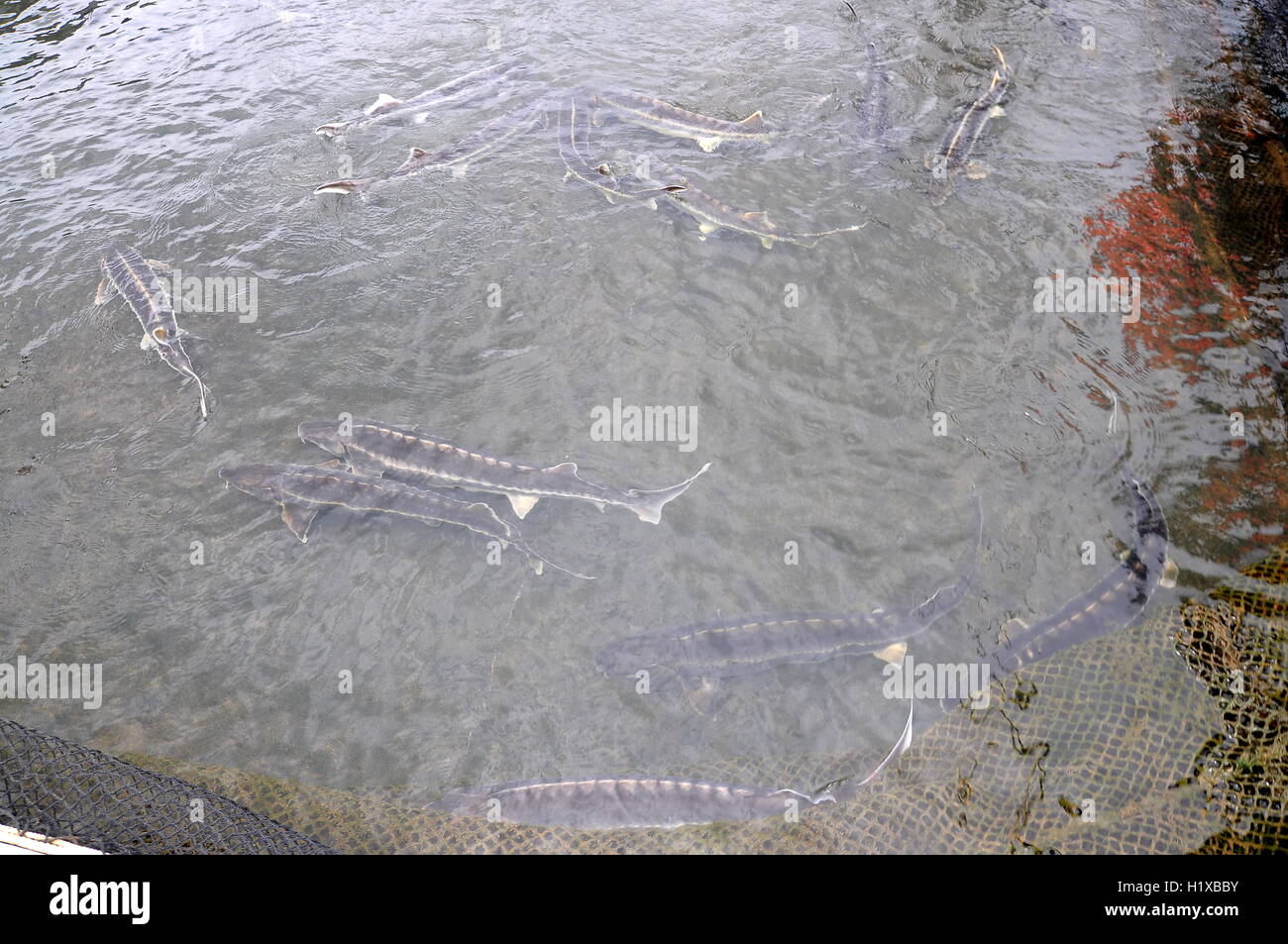 The farming sturgeon fish in cage culture Stock Photo - Alamy