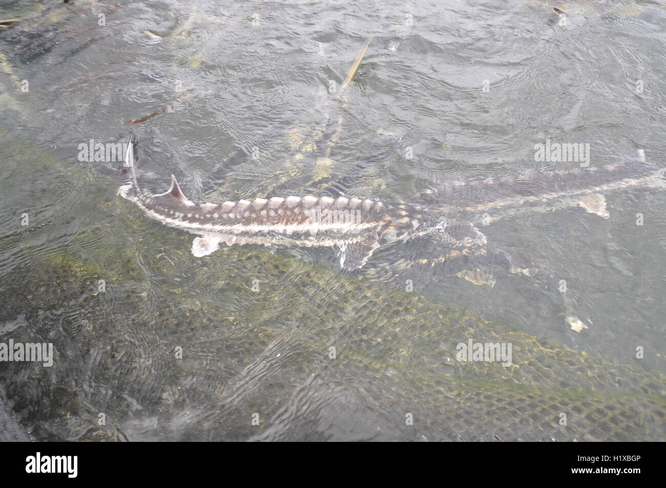 The farming sturgeon fish in cage culture Stock Photo - Alamy