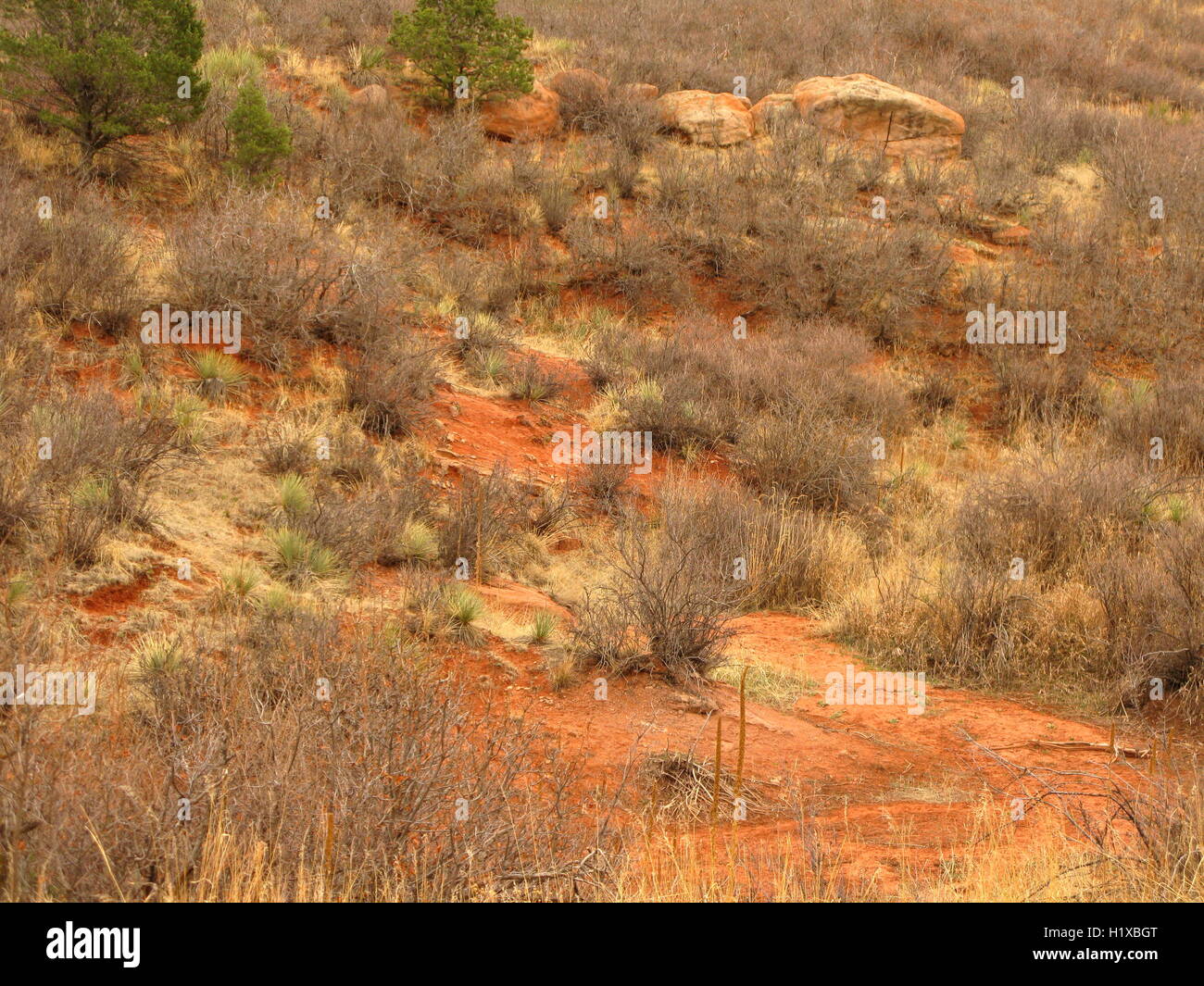 Scrub, Red Rock Canyon, Colorado Stock Photo - Alamy