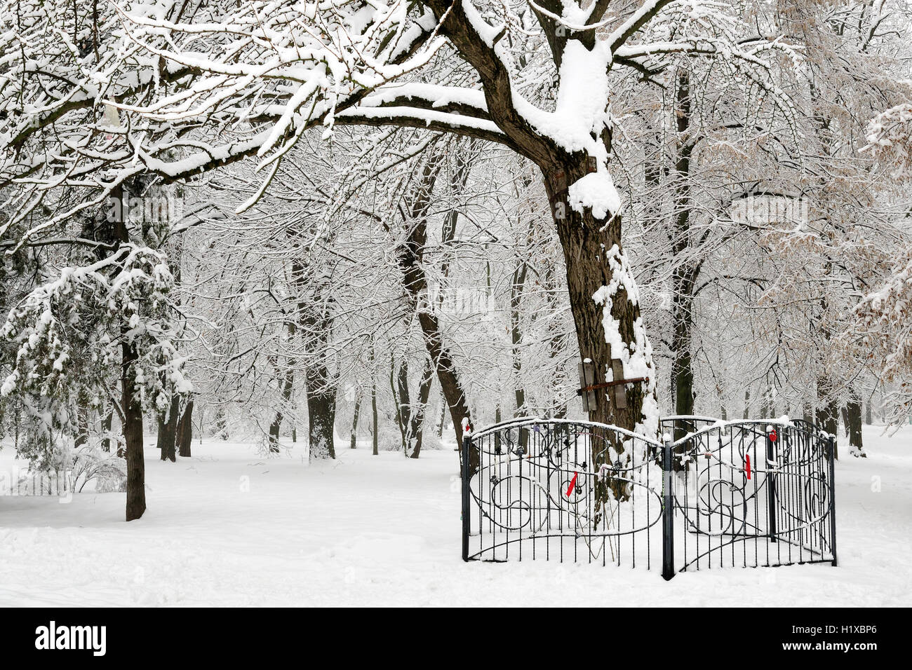 White winter trees in snow Stock Photo - Alamy