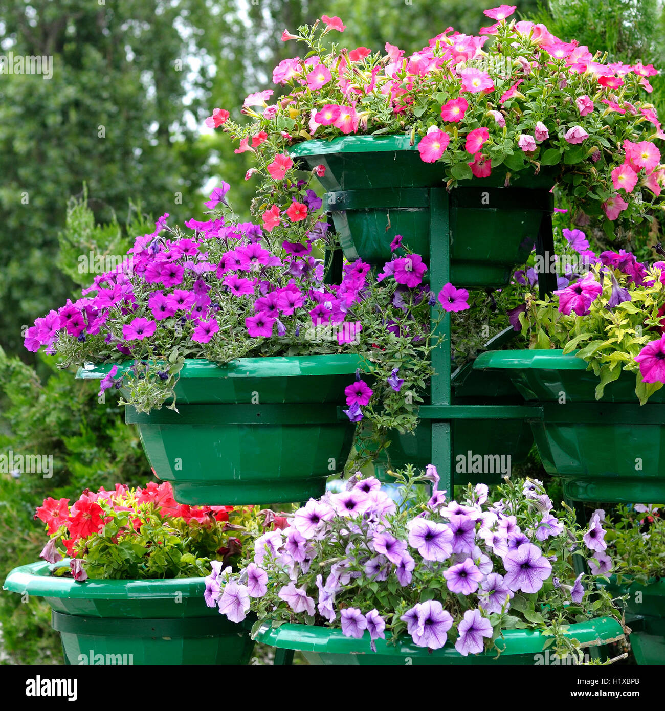Petunia flowers in pots Stock Photo - Alamy