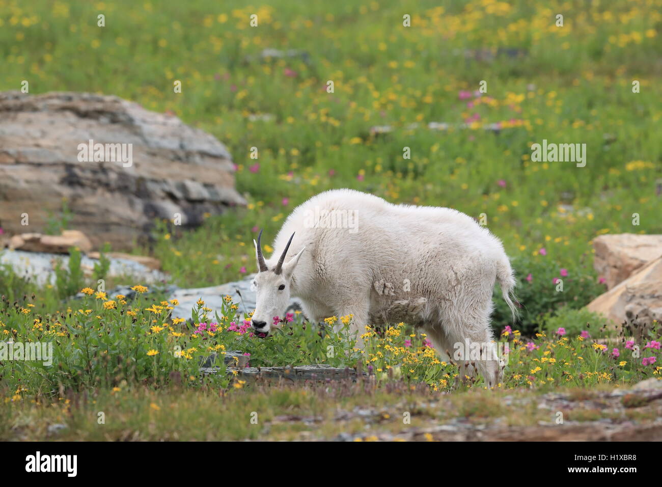 Mountain Goat Oreamnos americanus Glacier National Park Montana USA ...