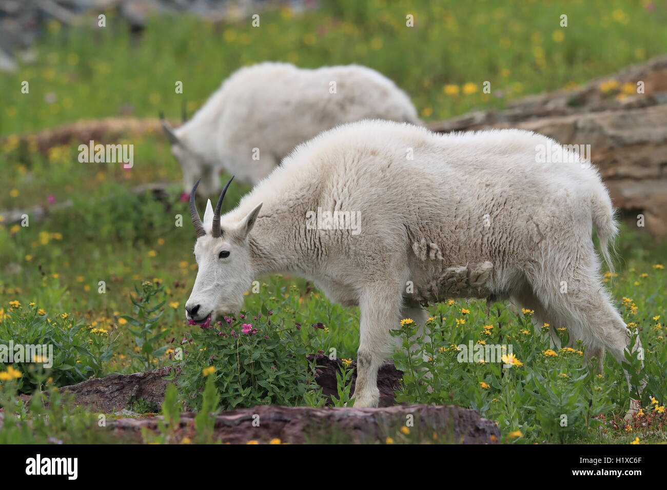 Mountain Goat Oreamnos americanus Glacier National Park Montana USA ...