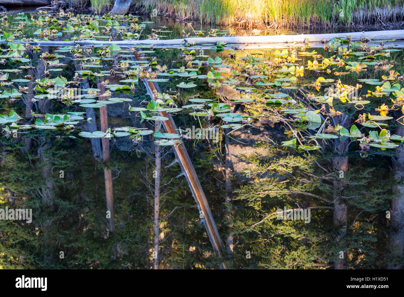 Pond with lily pads reflecting a forest scene in Yellowstone National ...