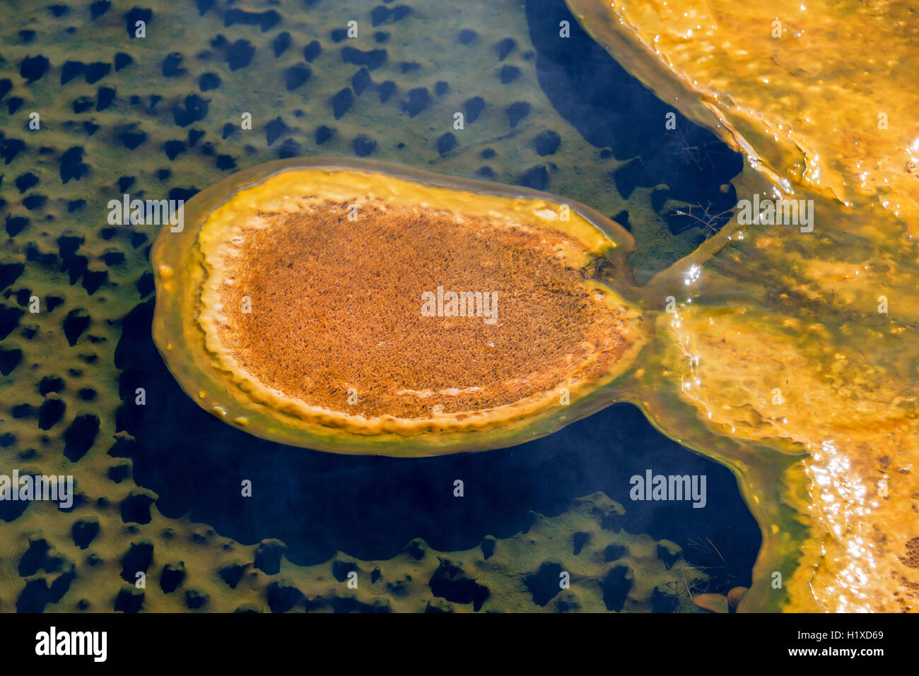 Closeup view of a bacteria mat in the Upper Geyser Basin in Yellowstone ...