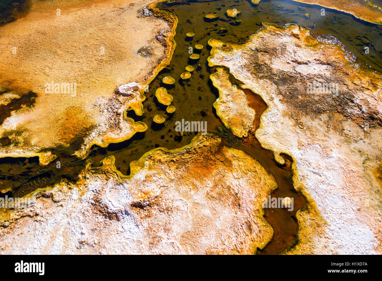 Bacteria in the water hi-res stock photography and images - Alamy