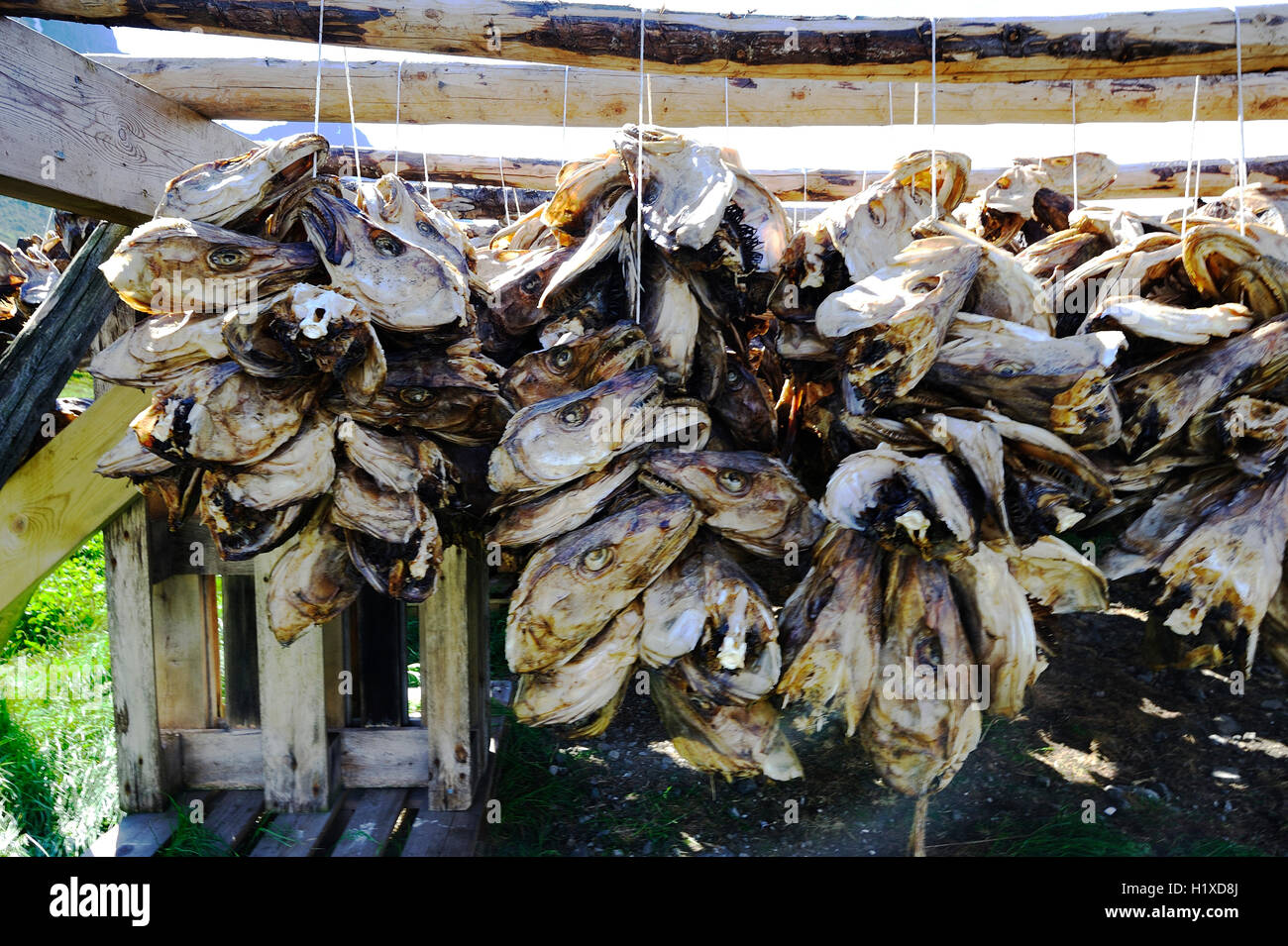 Strings of fish hi-res stock photography and images - Alamy
