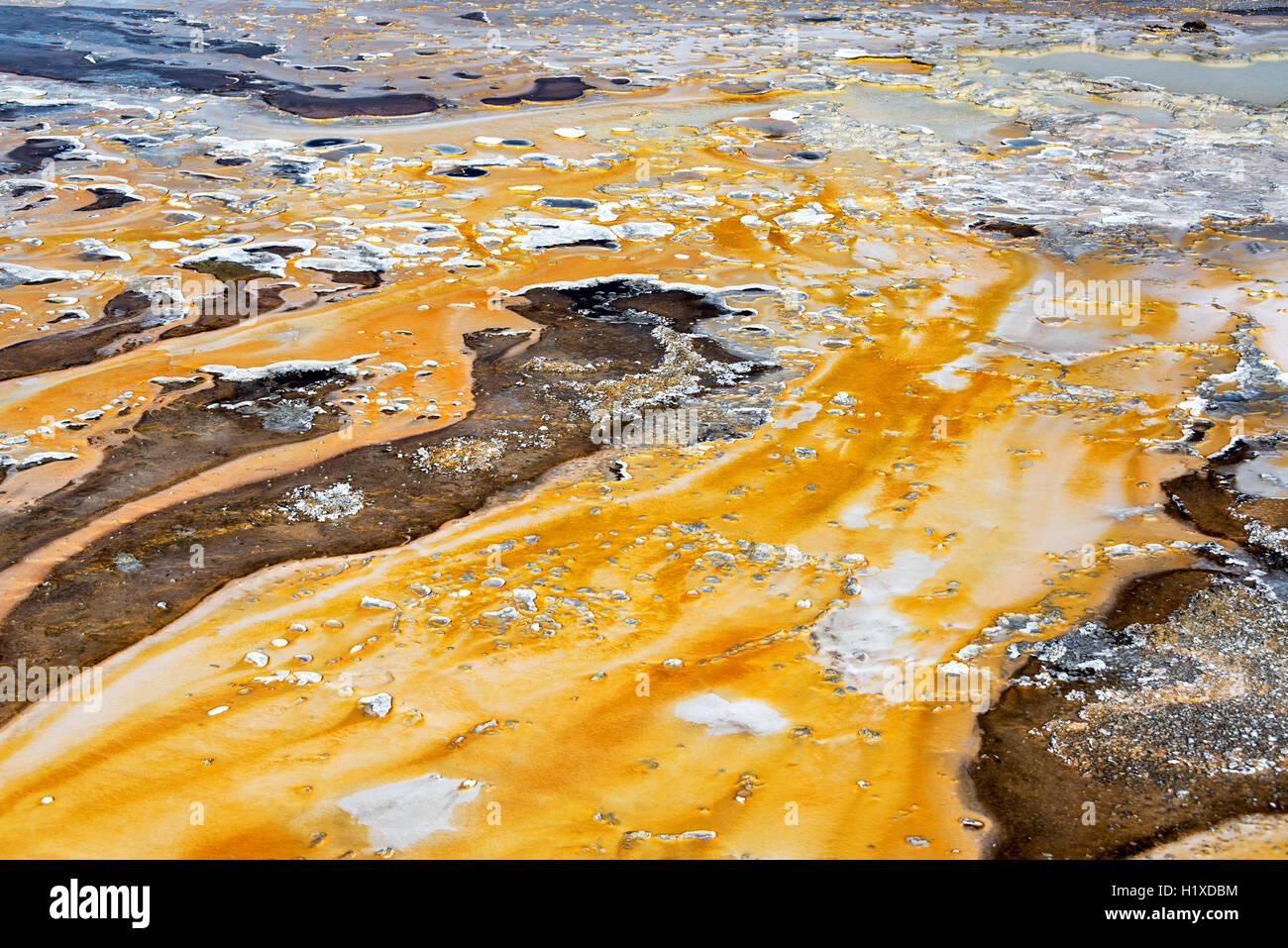 Orange and white bacteria mat in the Upper Geyser Basin in Yellowstone ...