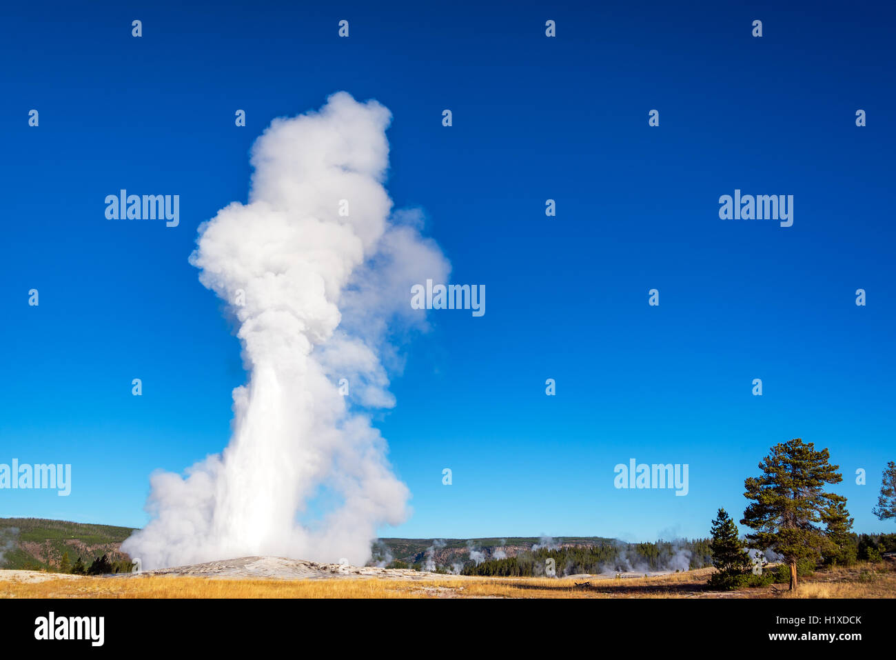 Eruption of old faithful hi-res stock photography and images - Alamy