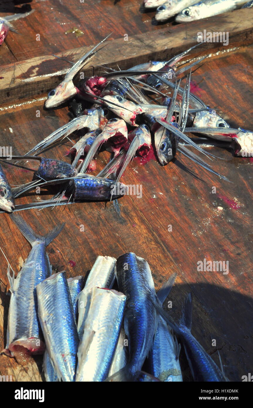 Flying fish is being head and gut off for lunch on a fishing boat Stock ...