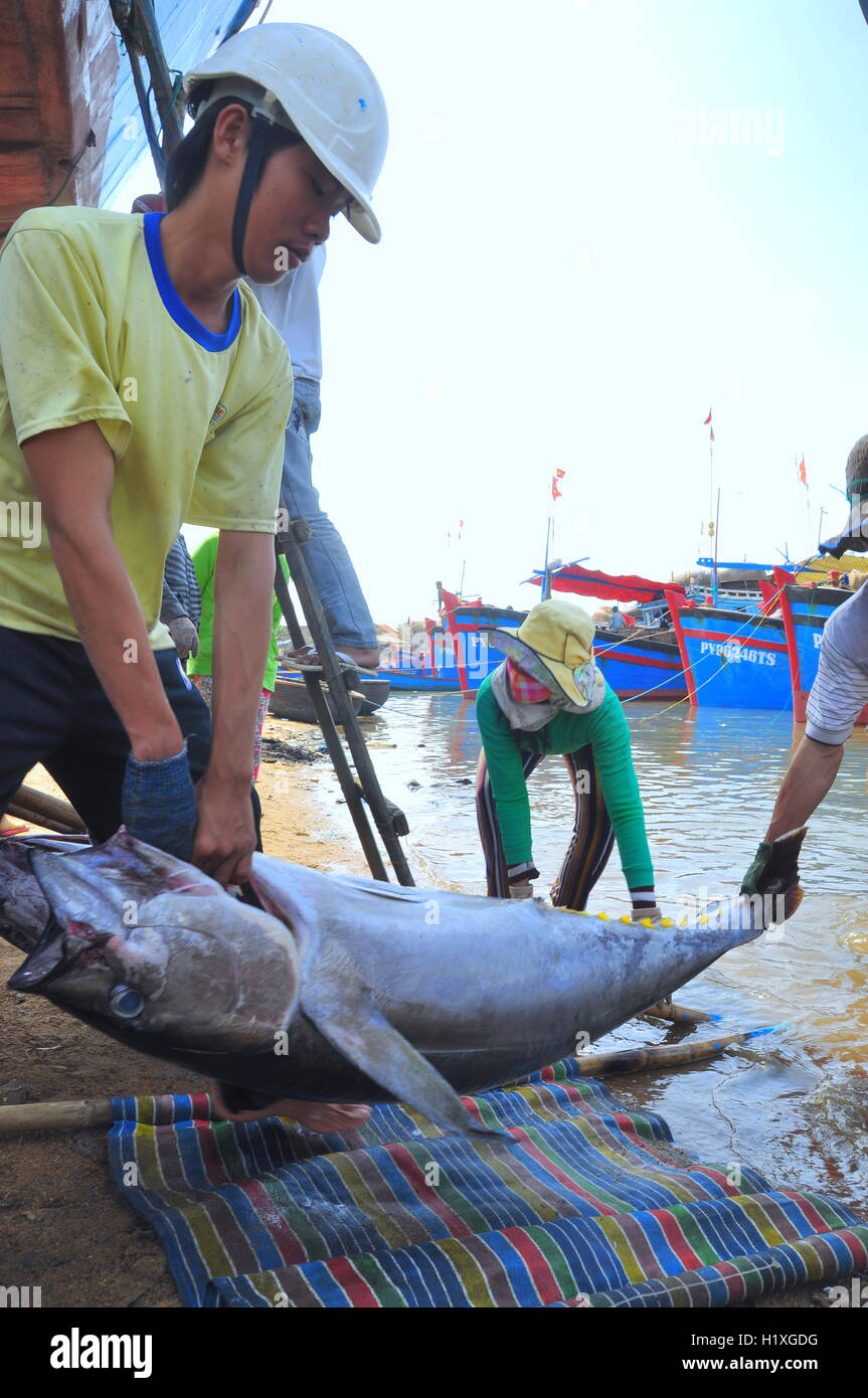 Phu Yen, Vietnam - February 28, 2012: Local fishermen are transporting ...