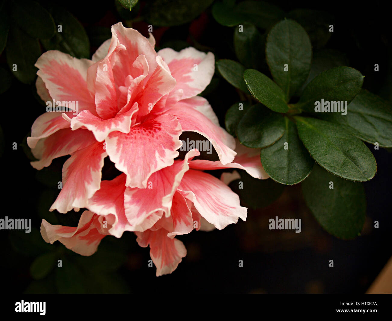 azalea on black background Stock Photo - Alamy