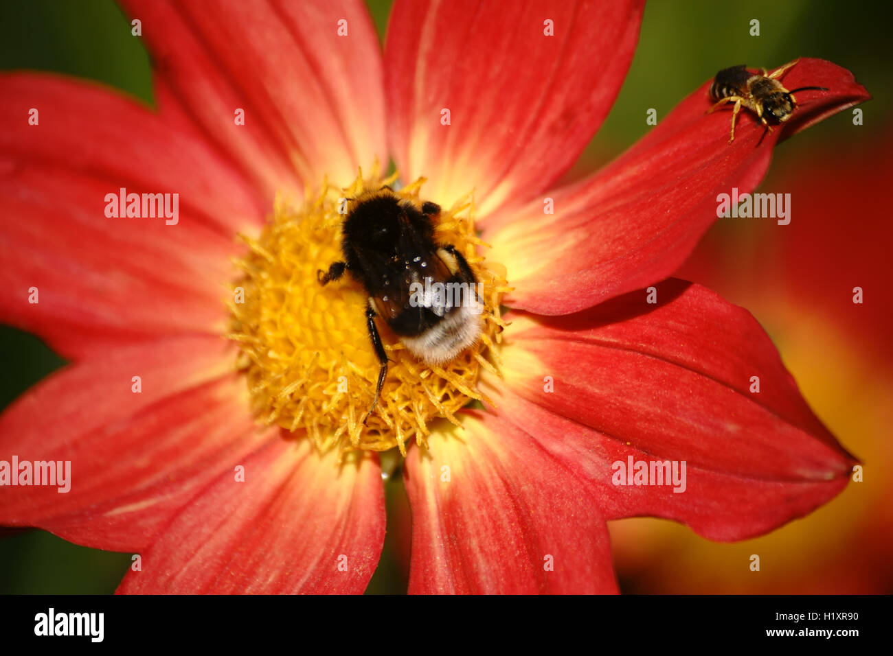 Red Dahlia coccinea Stock Photo - Alamy