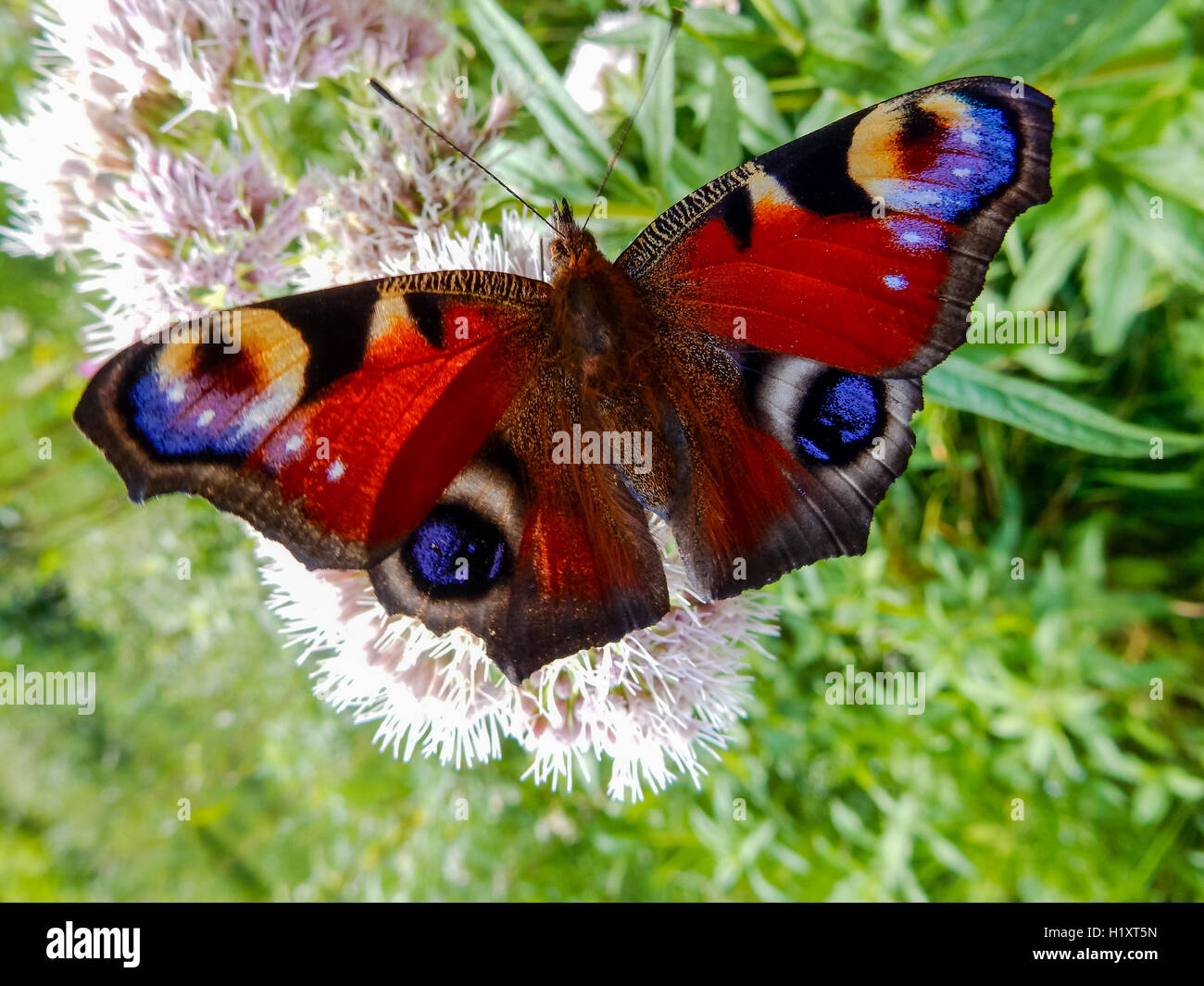 peacock butterfly on flower Stock Photo - Alamy