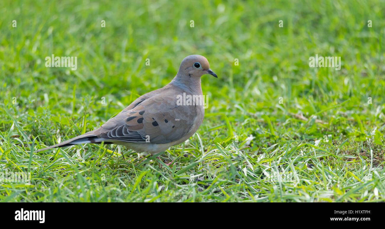 Mourning Dove, Turtle Dove (Zenaida macroura) in green grass feeding on ...