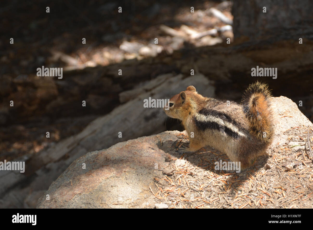 Chipmunk on rock along hiking trail at Lassen Volcanic Park Stock Photo ...
