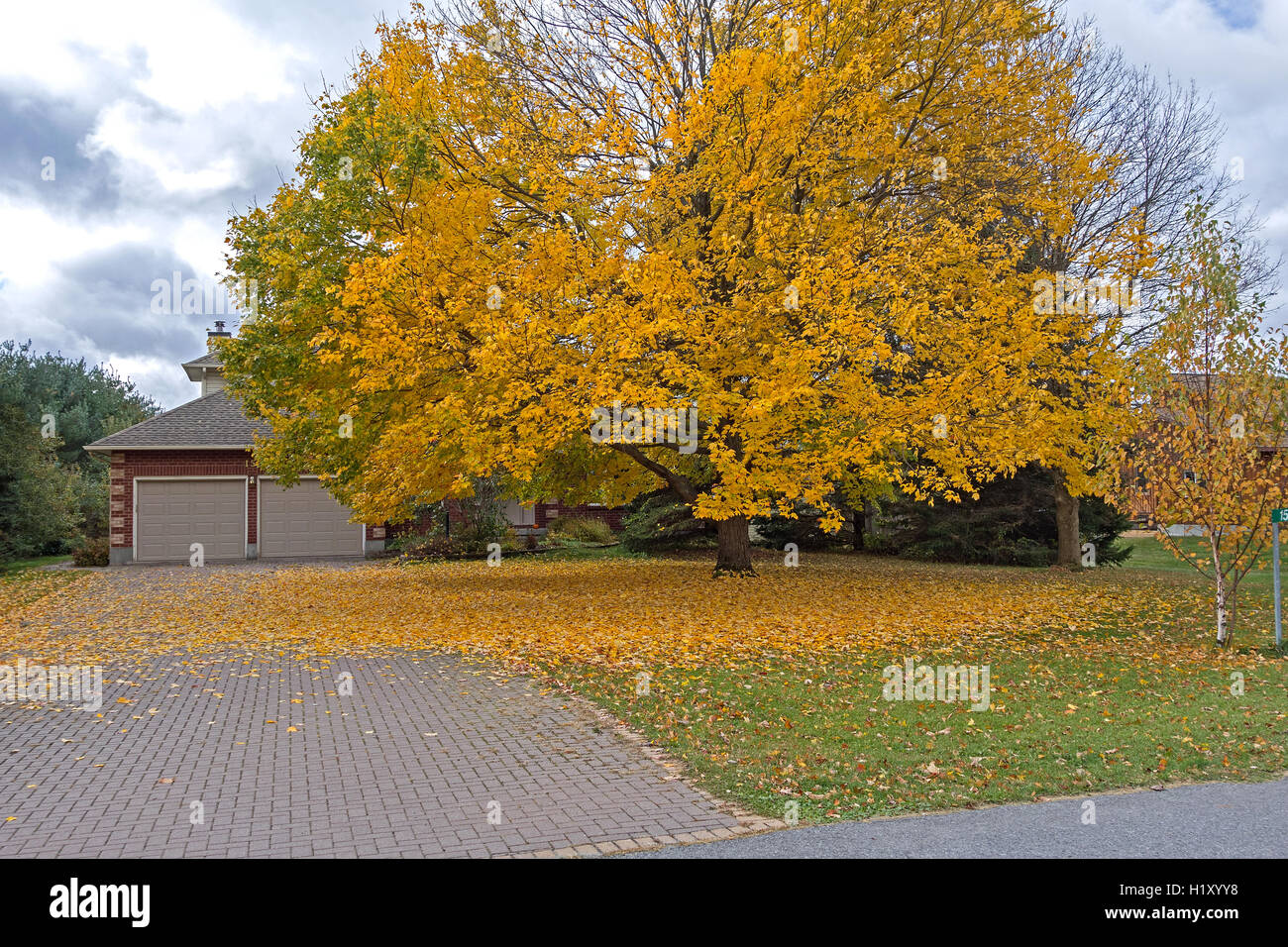 Tree leaves maple colors hi-res stock photography and images - Alamy