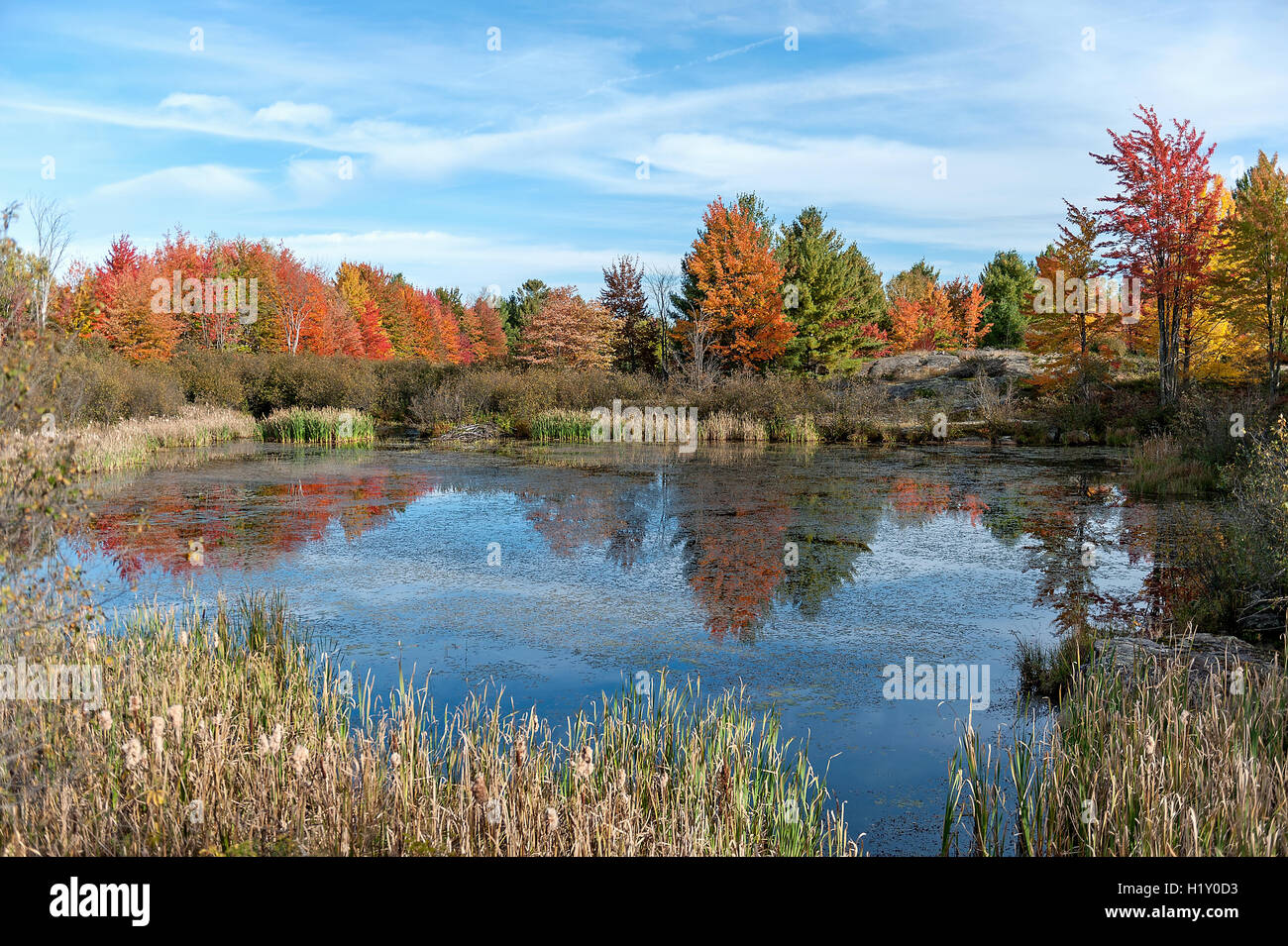Splendid colors hi-res stock photography and images - Alamy