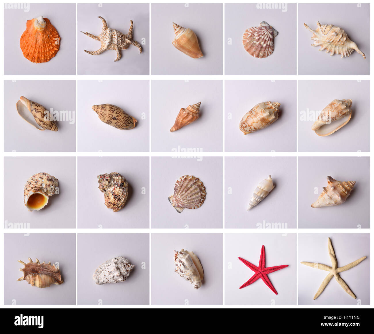 Group of sea shells isolated on pattern and gray background. Top view ...