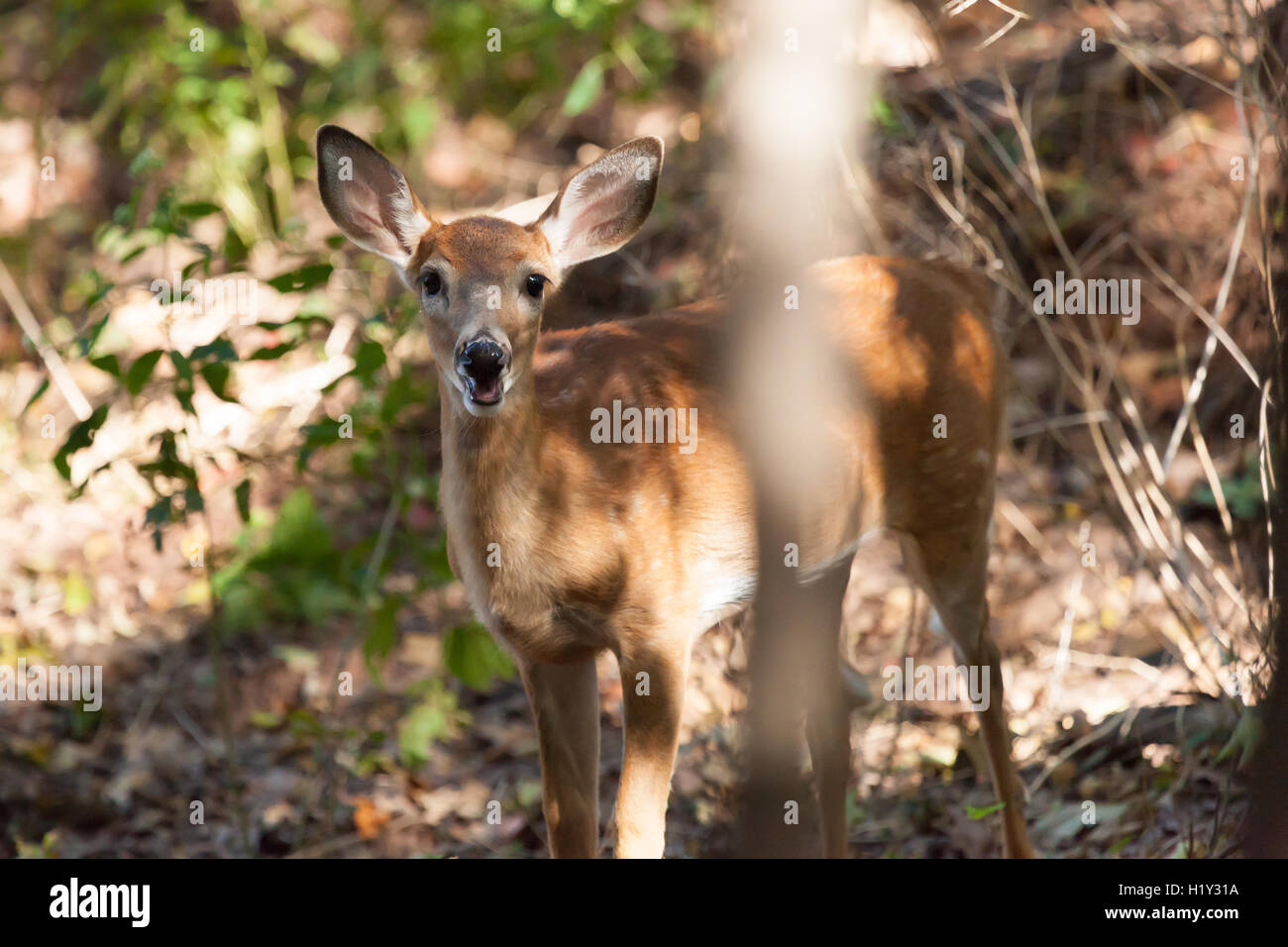 A whitetailed female fawn stands in the middle of the forest Stock ...