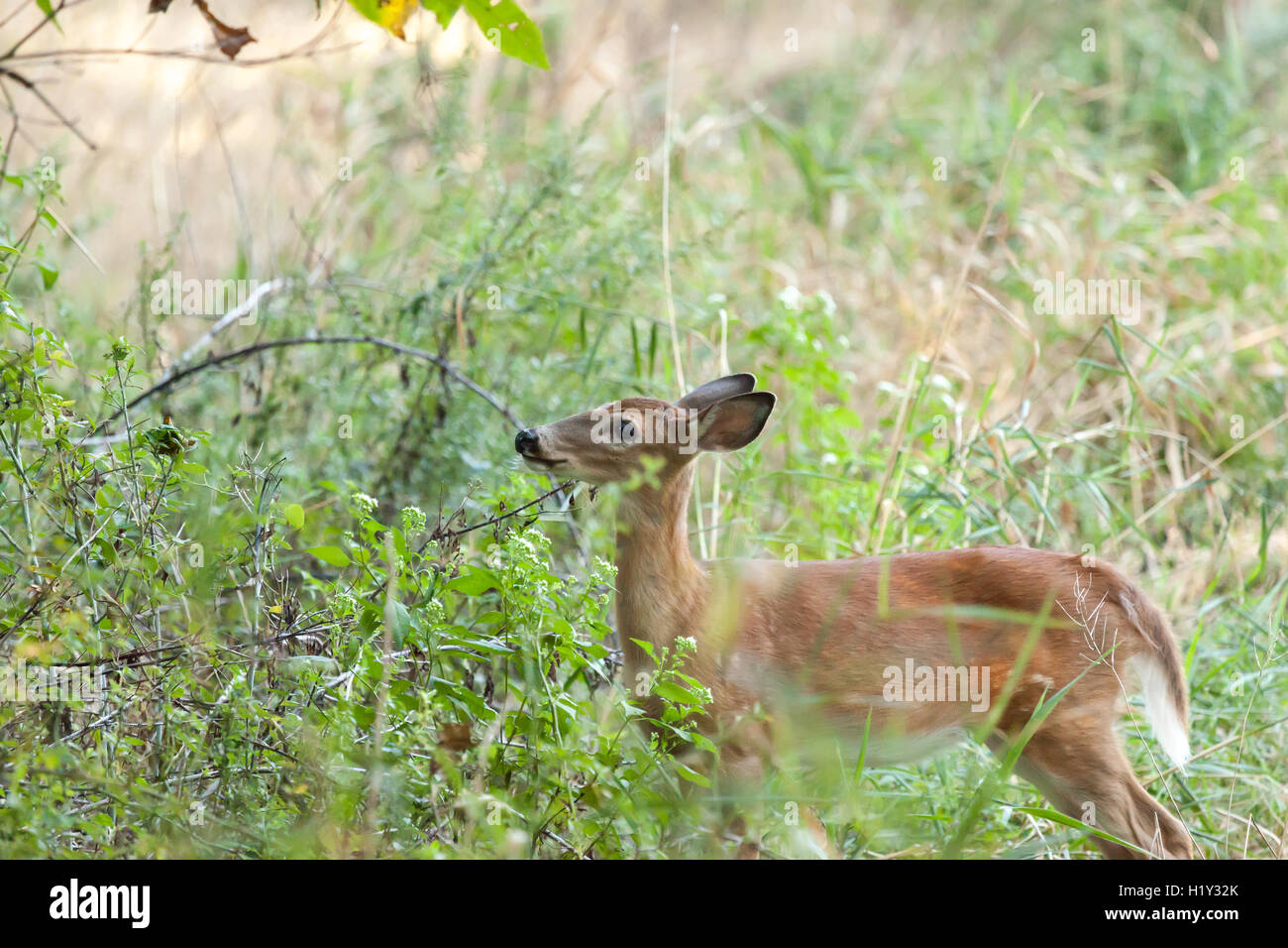 A whitetailed female fawn stands in tall grasses in the forest Stock ...