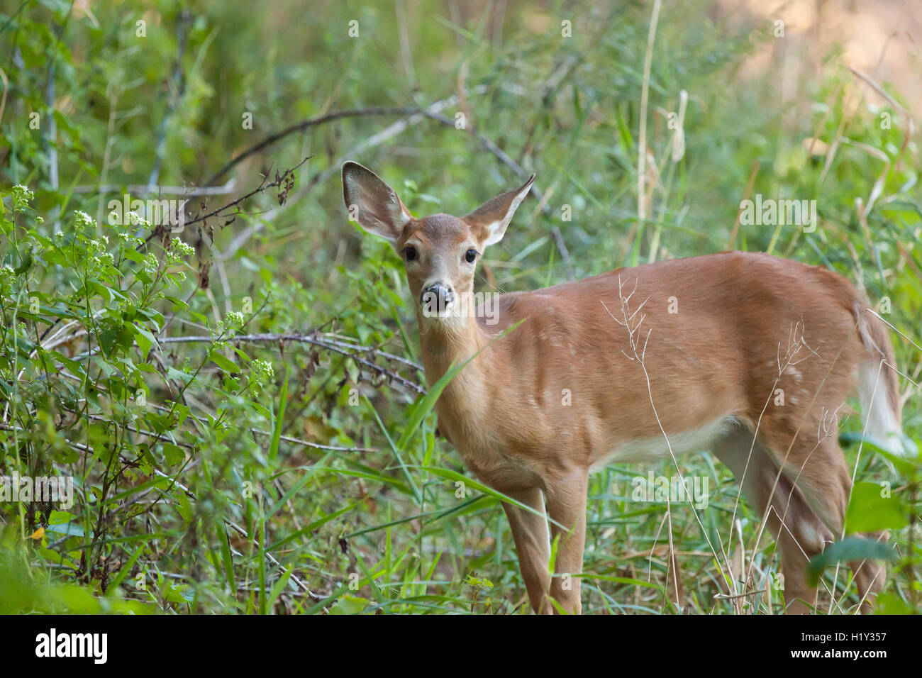 A whitetailed female fawn stands in tall grasses in the forest Stock ...
