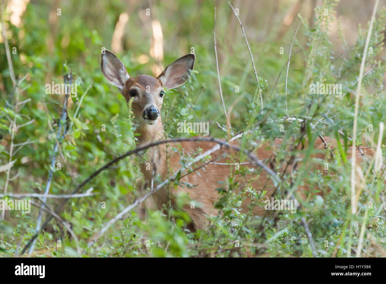 A whitetailed female fawn stands in tall grasses in the forest Stock ...