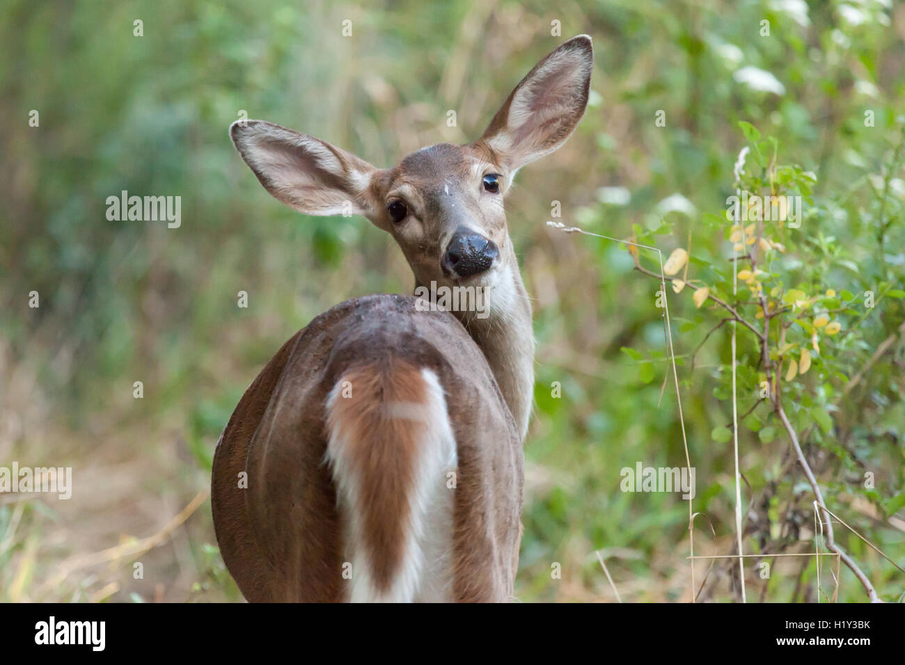 A whitetailed doe stands in the forest Stock Photo - Alamy