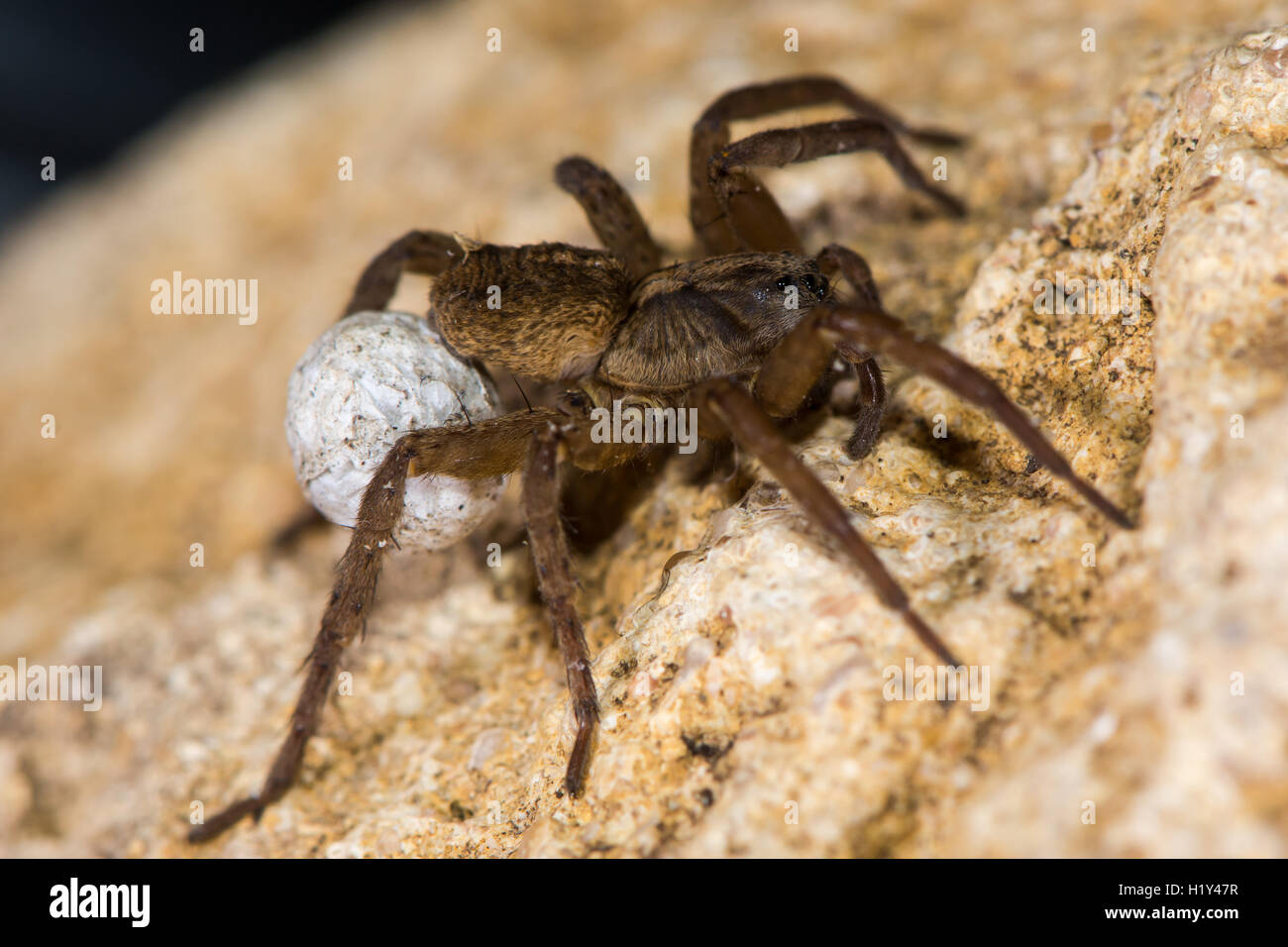 Trochosa ruricola wolf spider female with egg sac. A spider in the ...