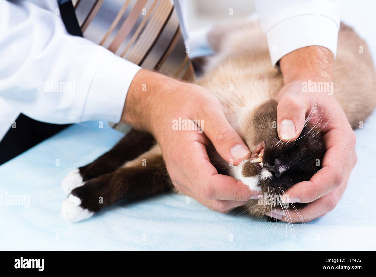 vet checks the health of a cat Stock Photo - Alamy