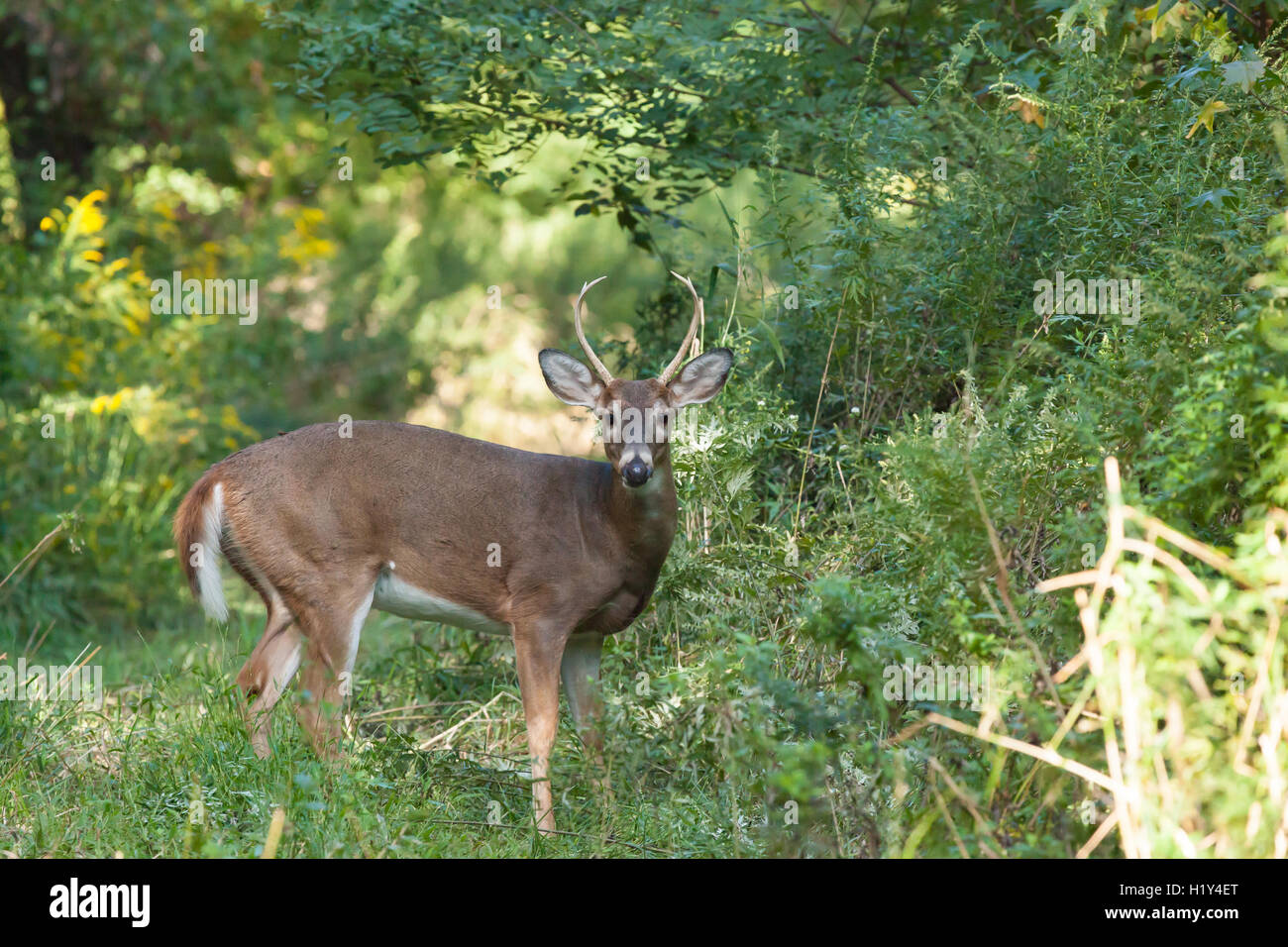 A whitetailed buck stands in tall grasses in the forest Stock Photo - Alamy