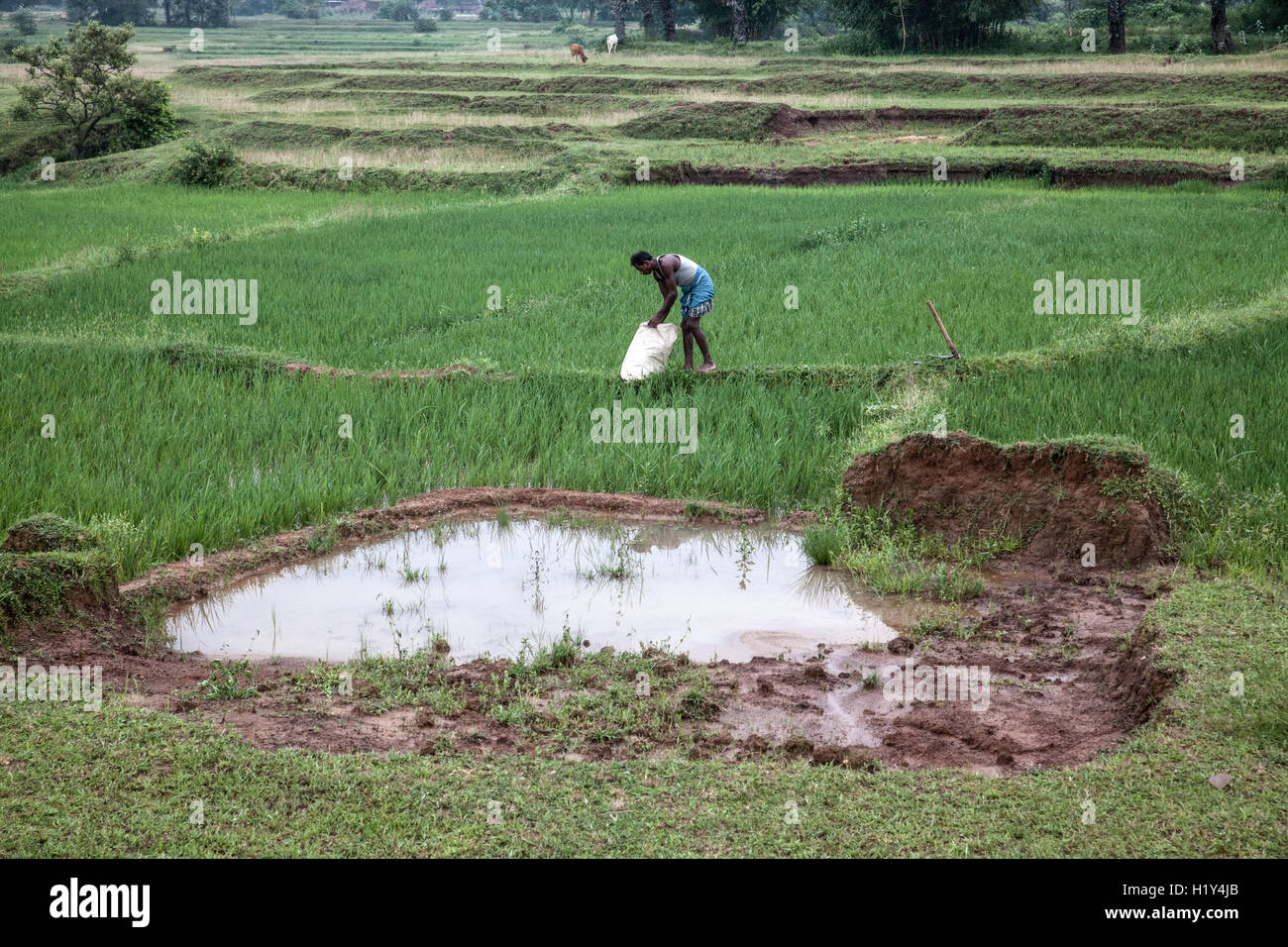 Working paddy field india rice hi-res stock photography and images - Alamy