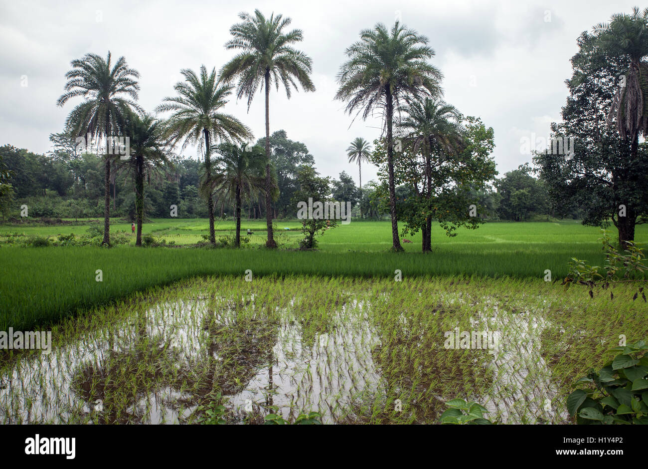 Wet paddies hi-res stock photography and images - Alamy