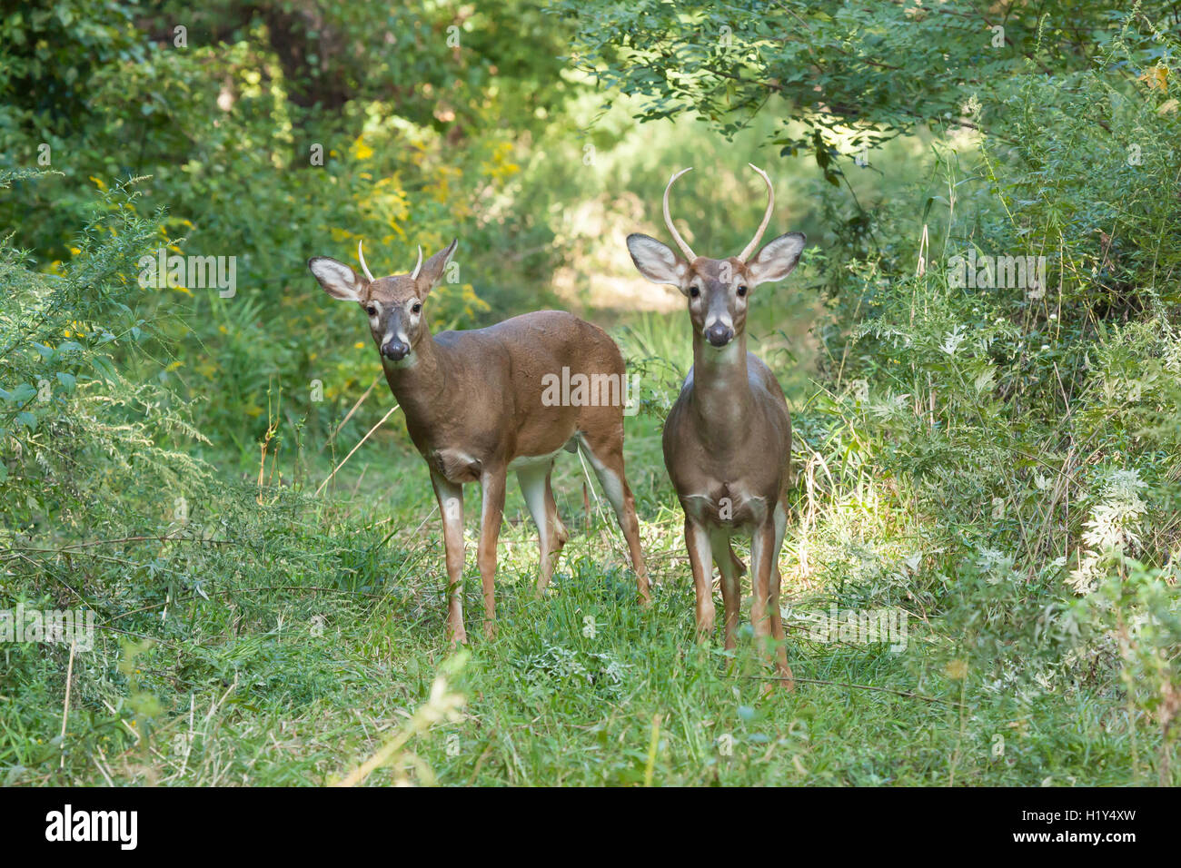 Two whitetailed bucks stand in tall grasses in the forest Stock Photo ...