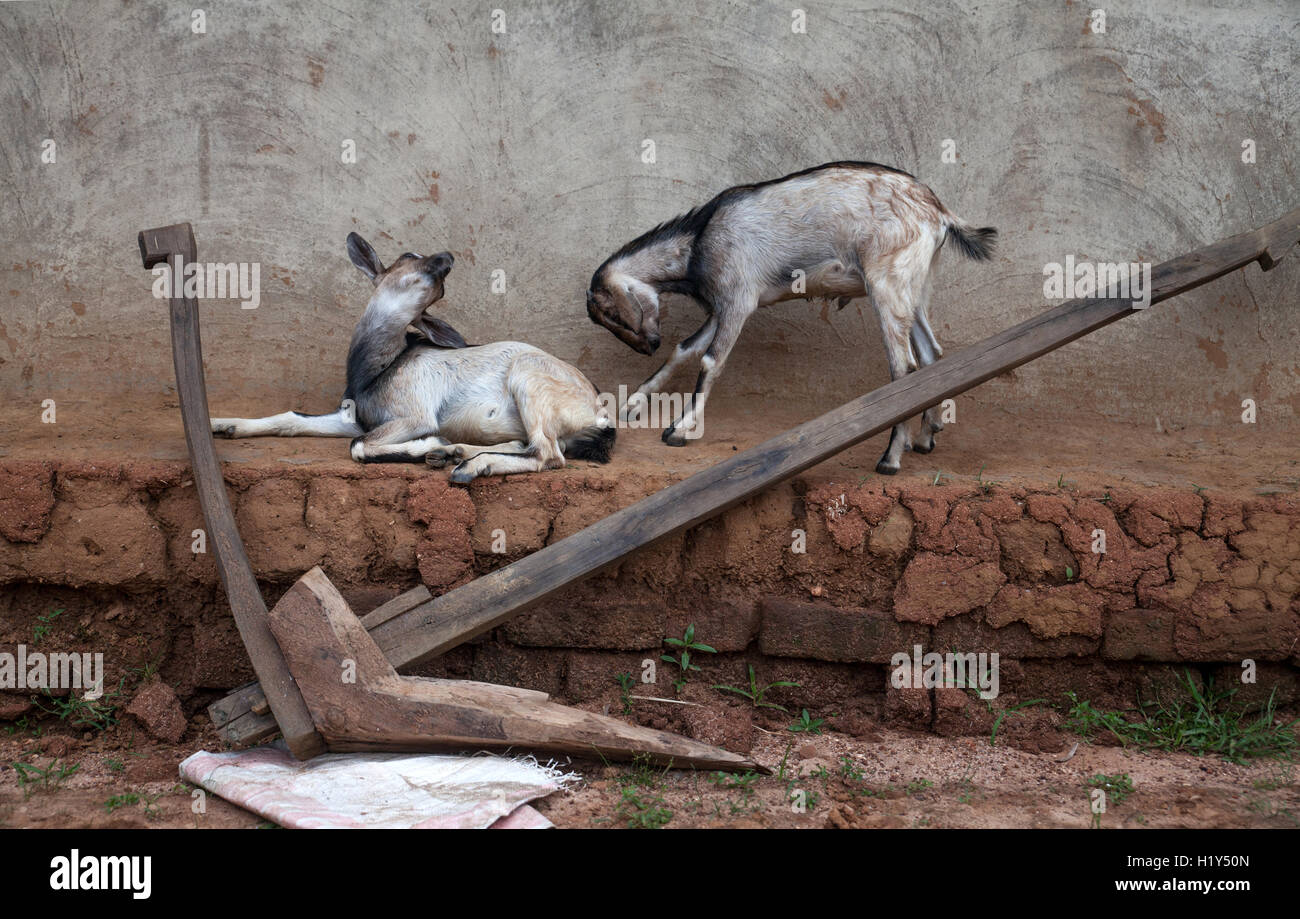 Two goats playing behind a plow in an Indian village Stock Photo - Alamy