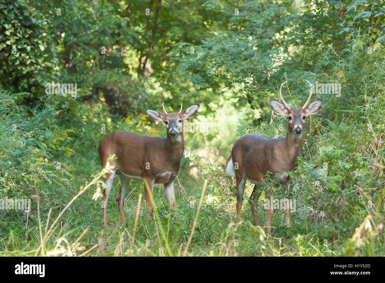 Two whitetailed bucks stand in tall grasses in the forest Stock Photo ...
