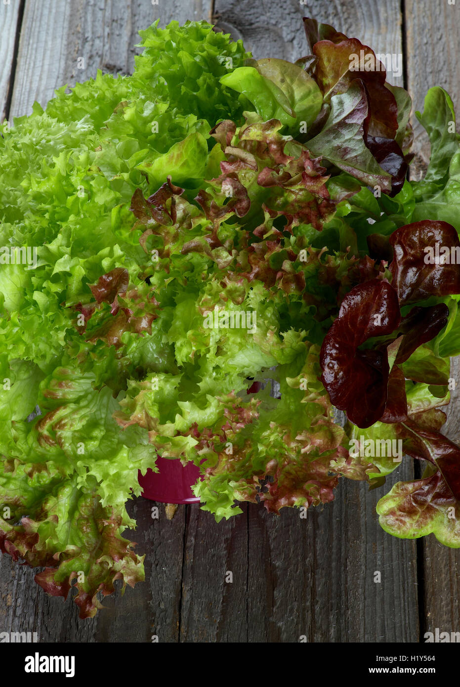 Assorted lettuce plants hi-res stock photography and images - Alamy