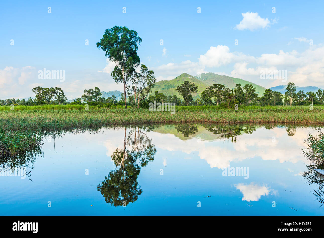Wetlands and green forest Stock Photo - Alamy