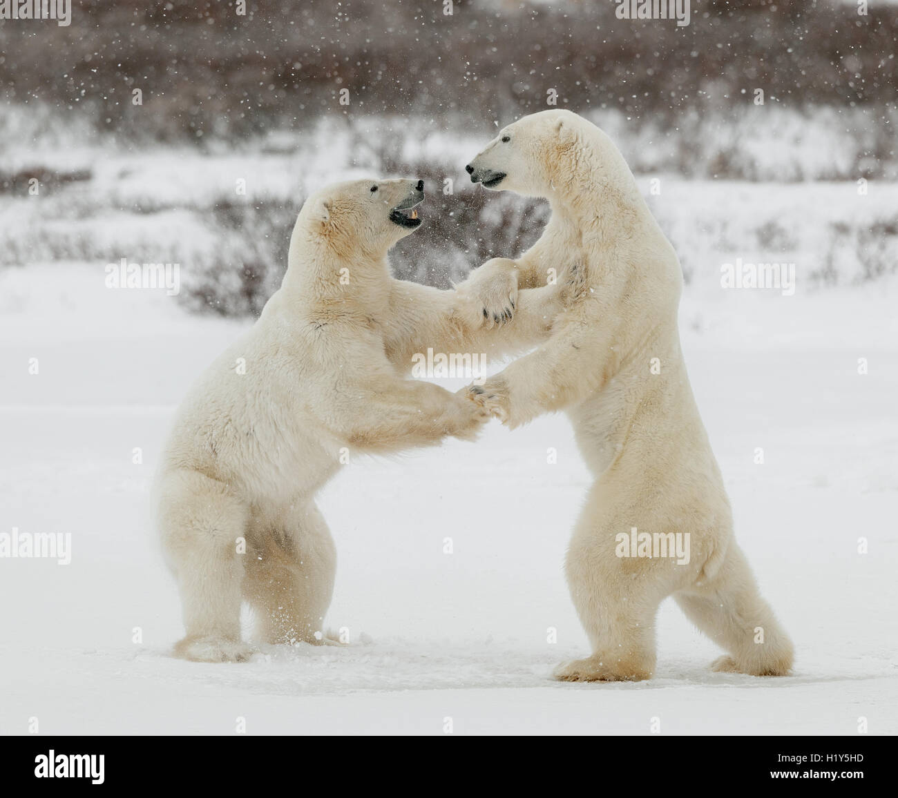 Two polar bears play fighting Stock Photo - Alamy