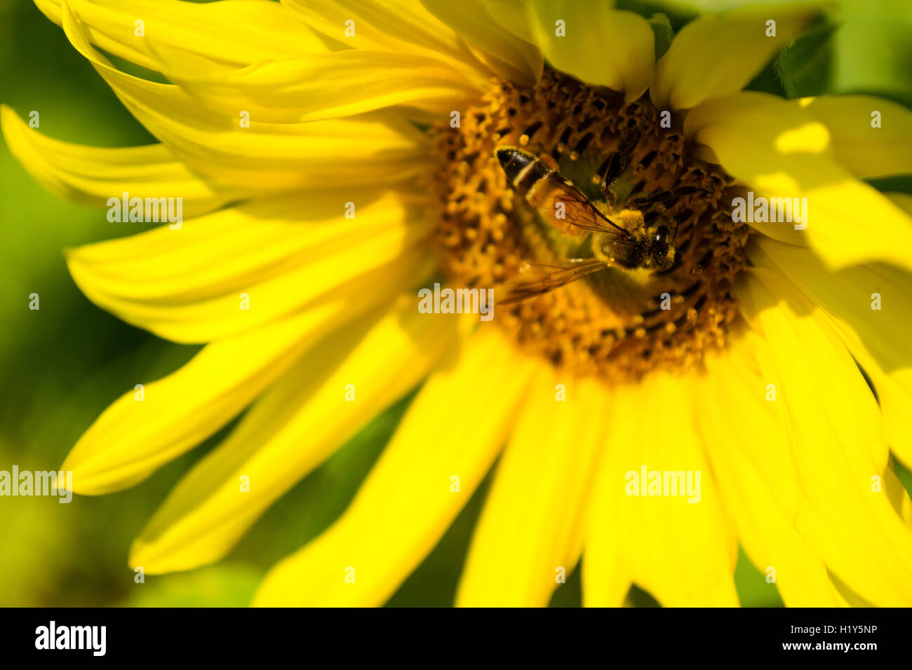 Sunflower and bee Stock Photo - Alamy