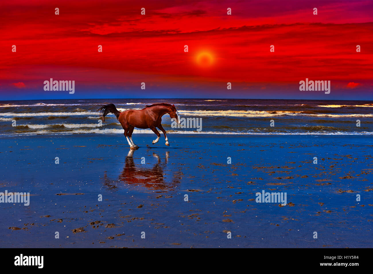 Dancing horse hi-res stock photography and images - Alamy