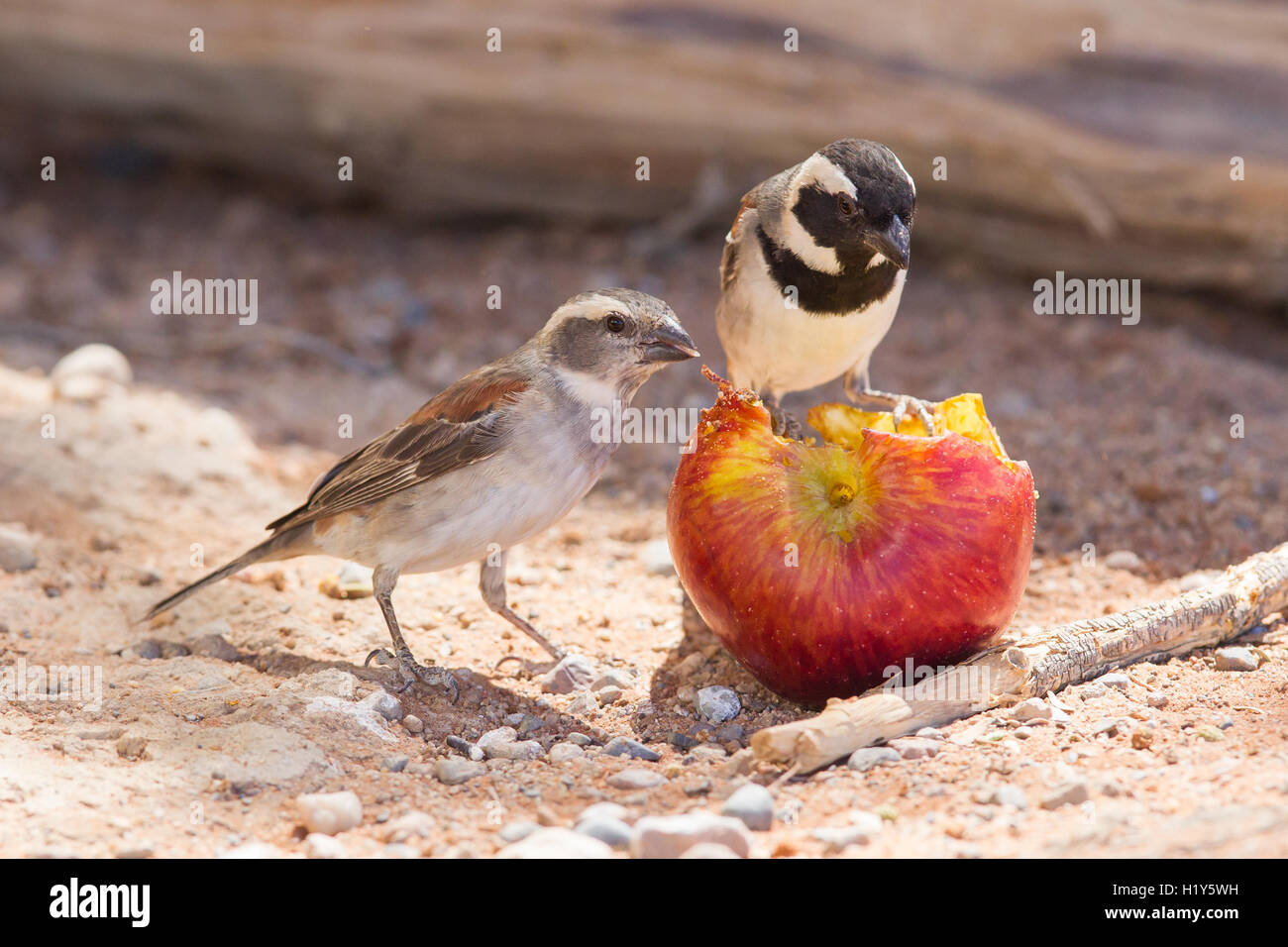 Two Cape Sparrows (Passer melanurus Stock Photo - Alamy