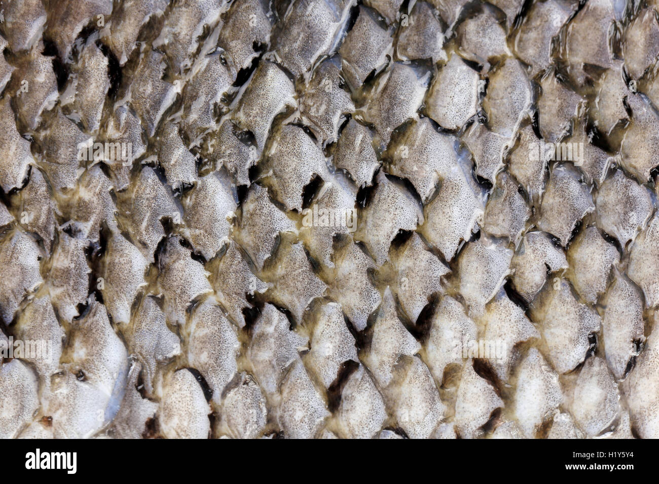 Texture of fish skin close up Stock Photo - Alamy