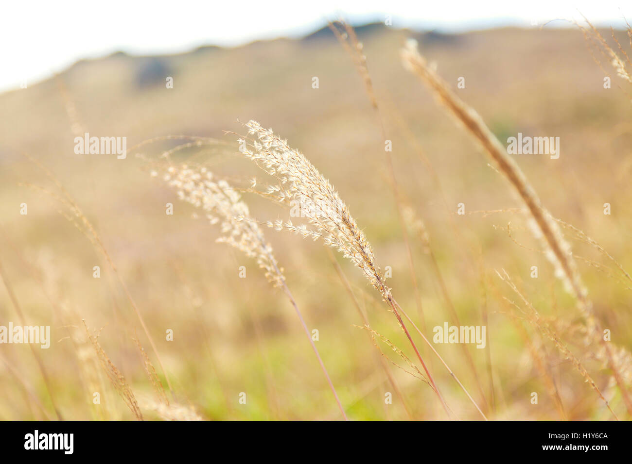 Red oat grass hi-res stock photography and images - Alamy