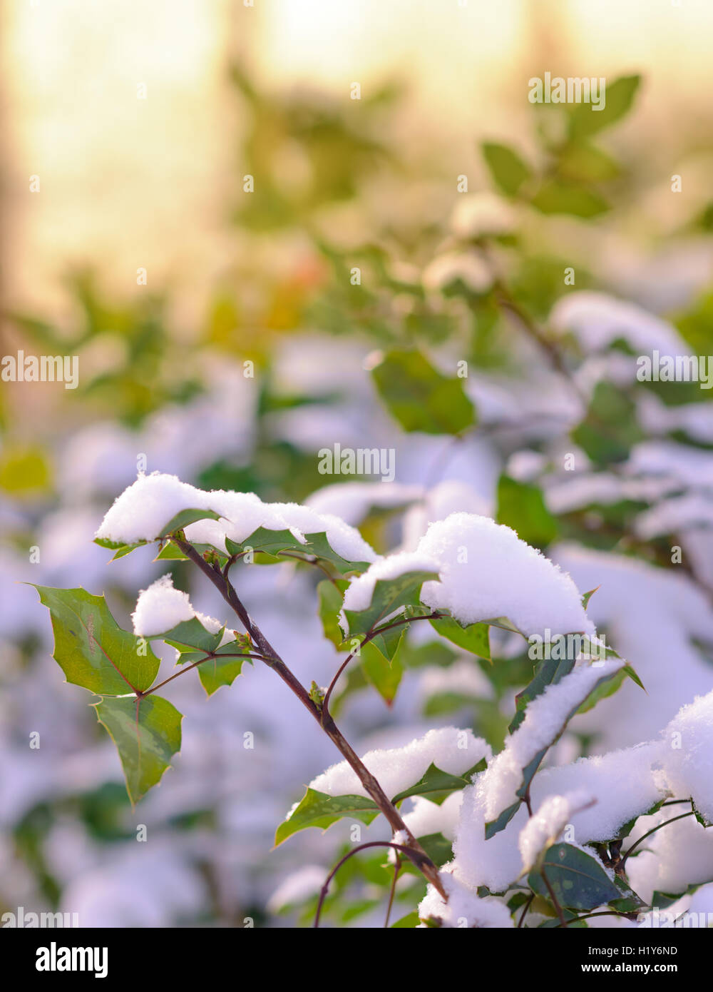 Evergreen Branch Covered with Snow Lit by Beautiful Sun Beams Stock ...