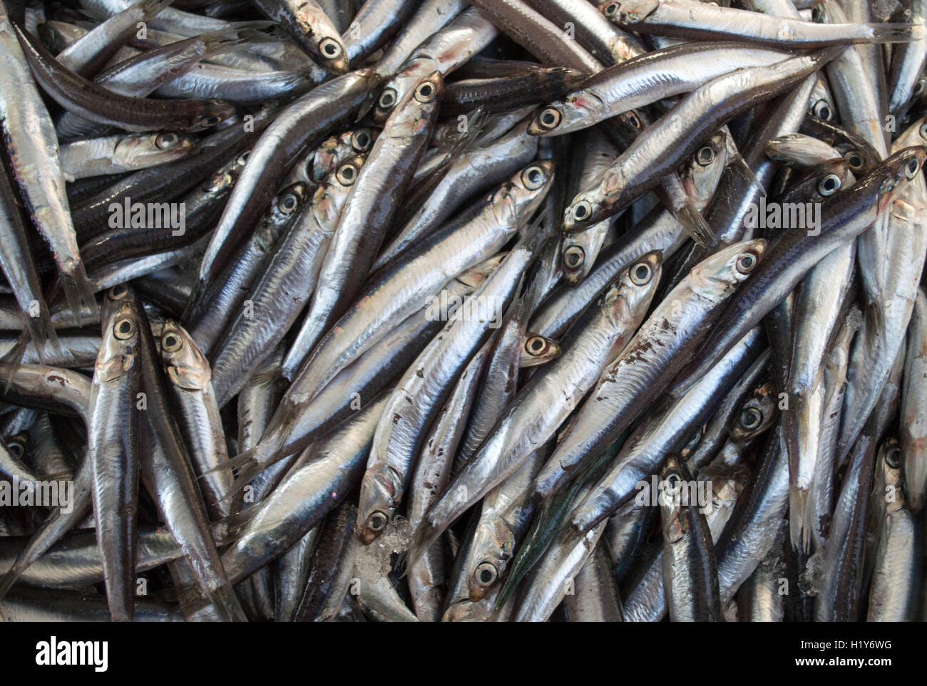 Many dead fish street hi-res stock photography and images - Alamy