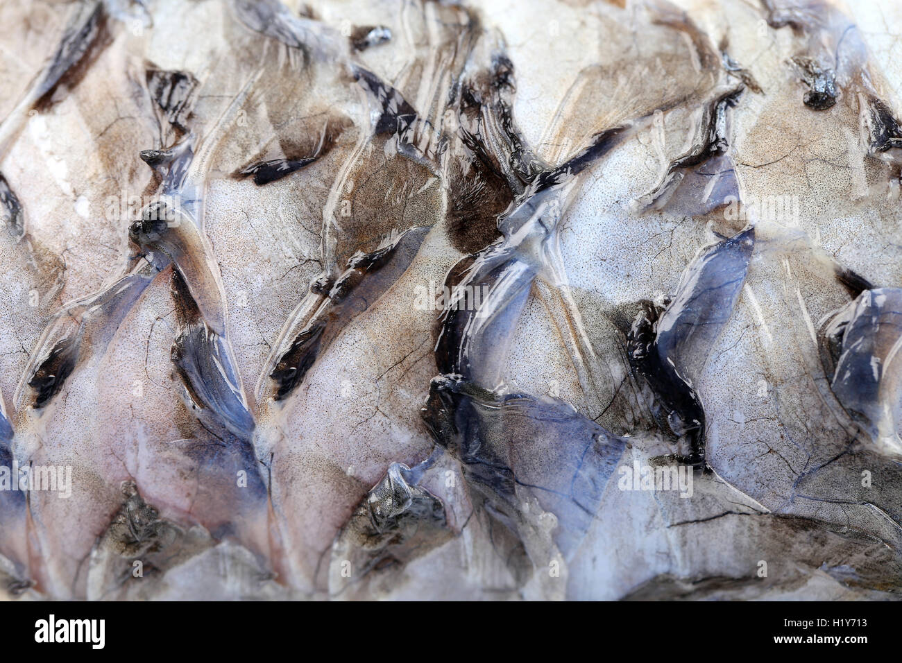 Goldfish skin texture hi-res stock photography and images - Alamy