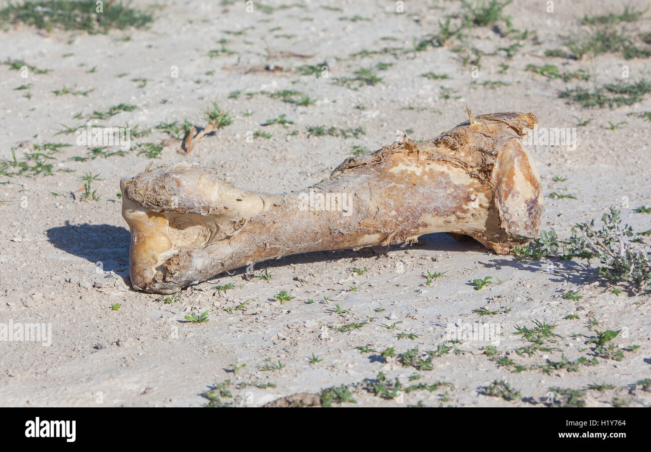 Giraffe bone hi-res stock photography and images - Alamy