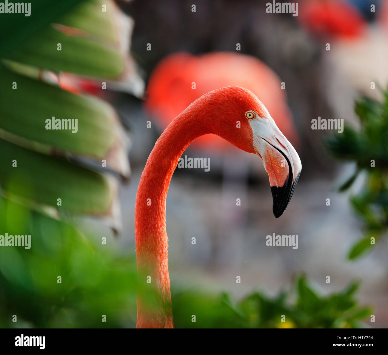 Close up shot of a flamingo profile Stock Photo - Alamy