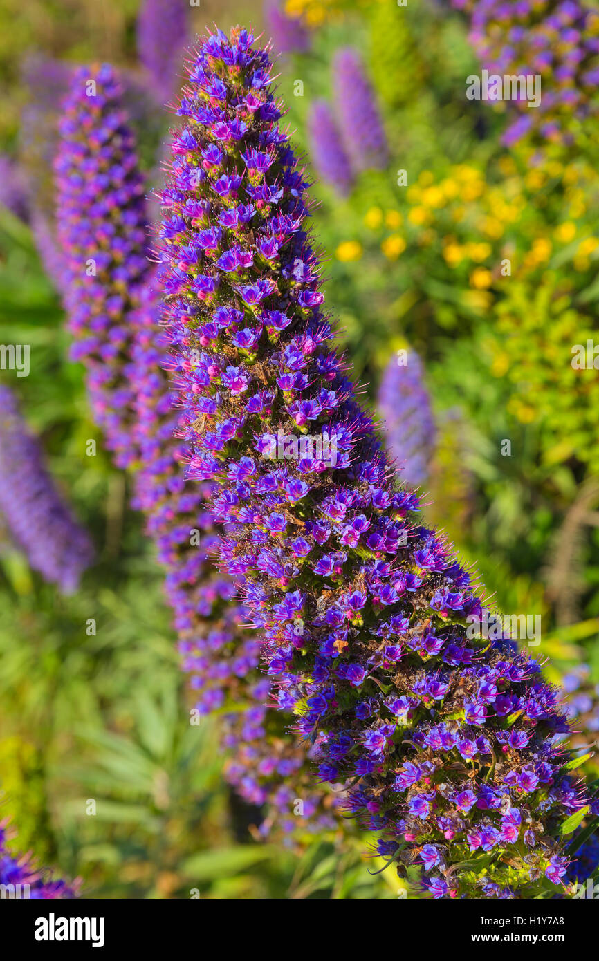 Echium candicans pride of Madeira purple flowers Stock Photo - Alamy